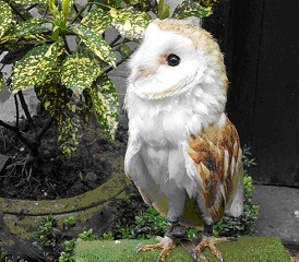 Falconry equipment - falconry equipment online - cheap bird vitamins