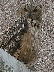 Falconry equipment - falconry equipment online - cheap bird vitamins